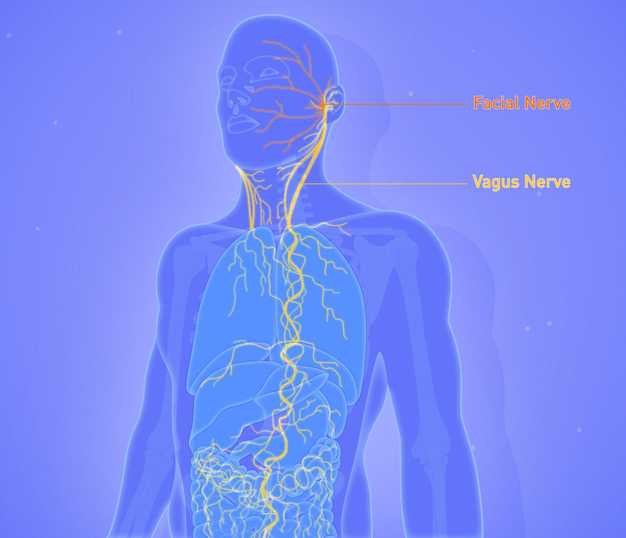 Unlocking the Vagus Nerve: A Comprehensive Guide to Vagus Nerve Stimul – Pulsetto EU