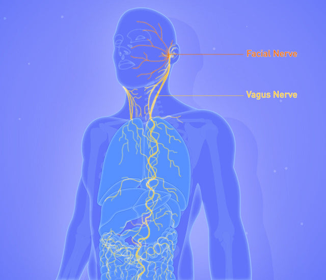 Unlocking the Vagus Nerve: A Comprehensive Guide to Vagus Nerve Stimul – Pulsetto EU
